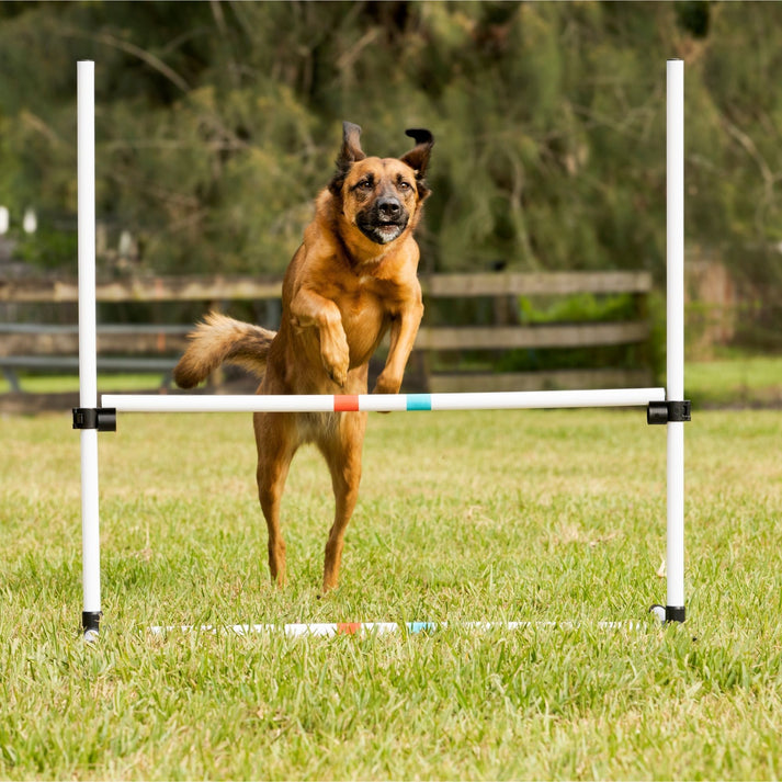 Midlee Dog Agility Beginner Set- Hoop Jump, Weave Poles, and Bar Jump ...