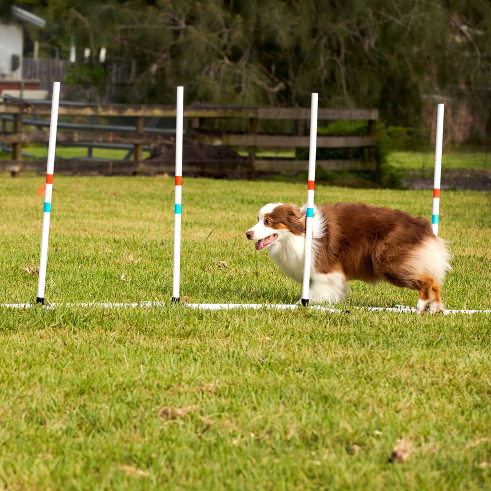 Midlee Dog Agility Beginner Set- Hoop Jump, Weave Poles, and Bar Jump ...