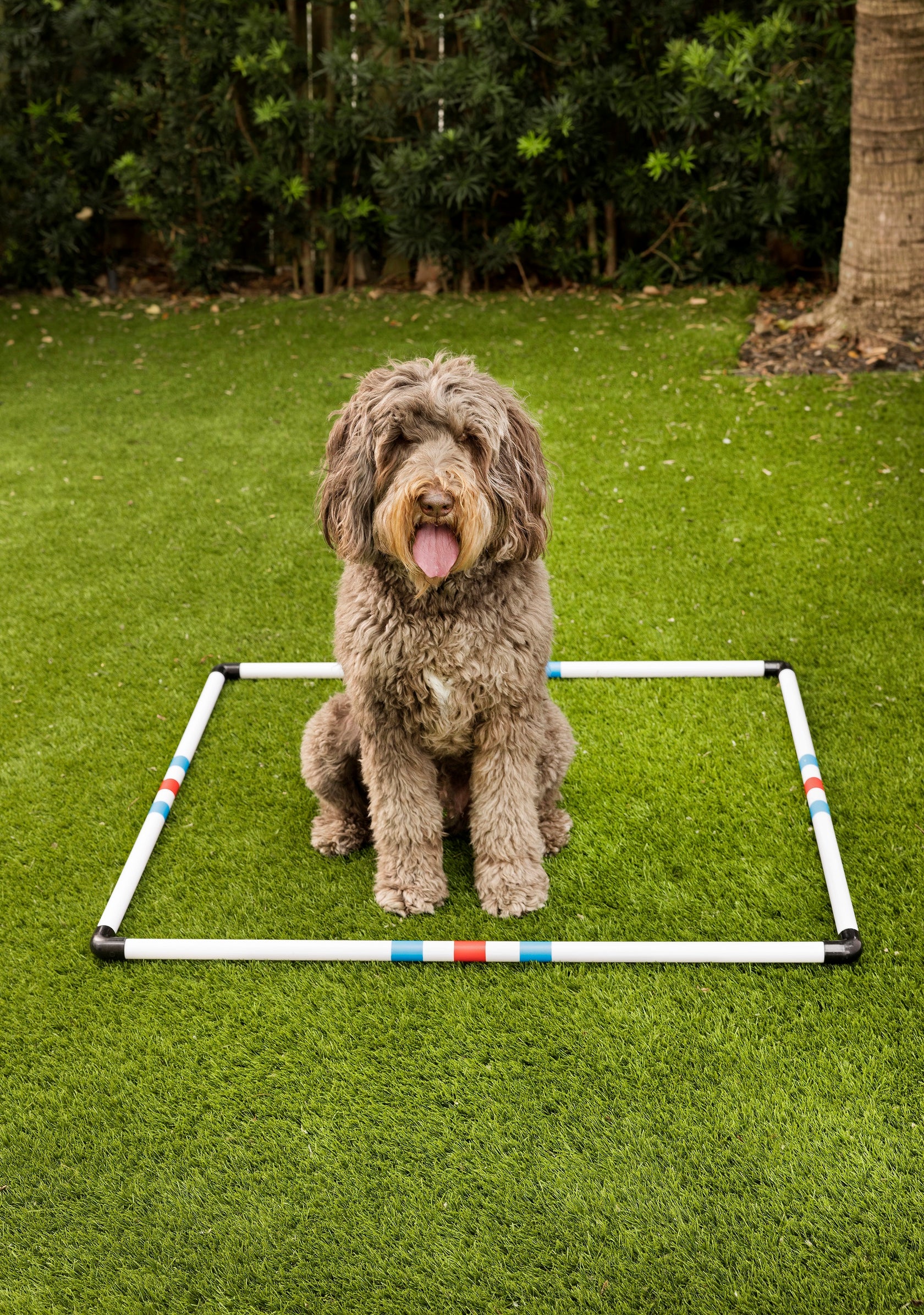 Midlee Dog Agility Pause Box – Midlee Designs