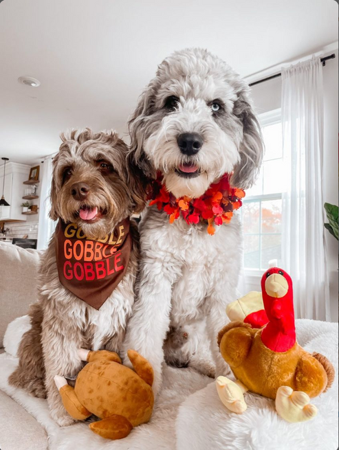 Midlee Thanksgiving Turkey Dog Toy- Large Stuffed Squeaky Pet Toy ...