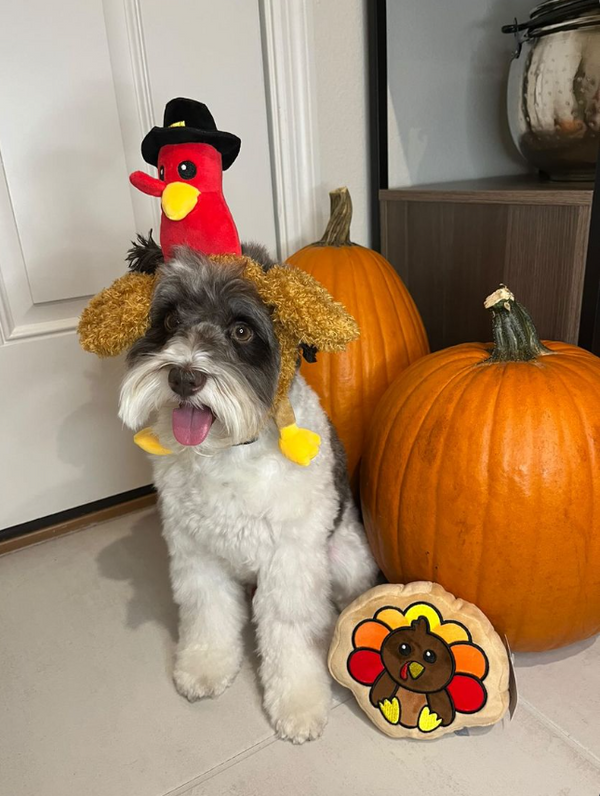 Midlee Pilgrim Turkey Thanksgiving Dog Headband – Midlee Designs