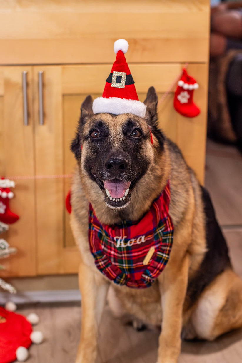 Midlee Dog Santa Hat Headband for Large Dogs – Midlee Designs