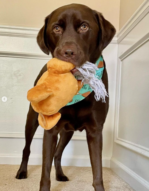 Midlee Roasted Thanksgiving Turkey Plush Dog Toy – Midlee Designs