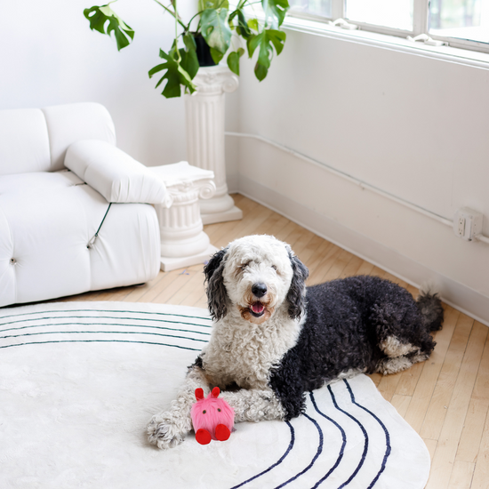 Midlee Love Bug Valentine's Day Dog Toy – Midlee Designs