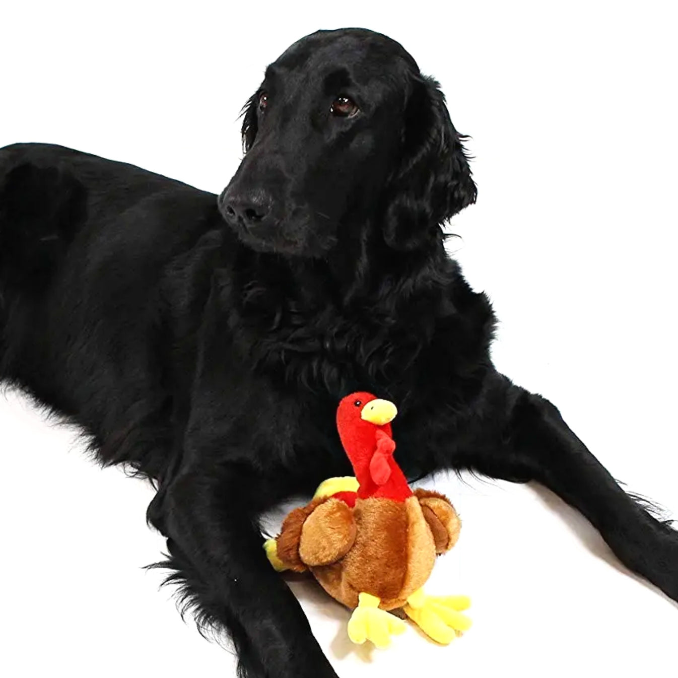 Midlee Thanksgiving Turkey Dog Toy- Large Stuffed Squeaky Pet Toy ...