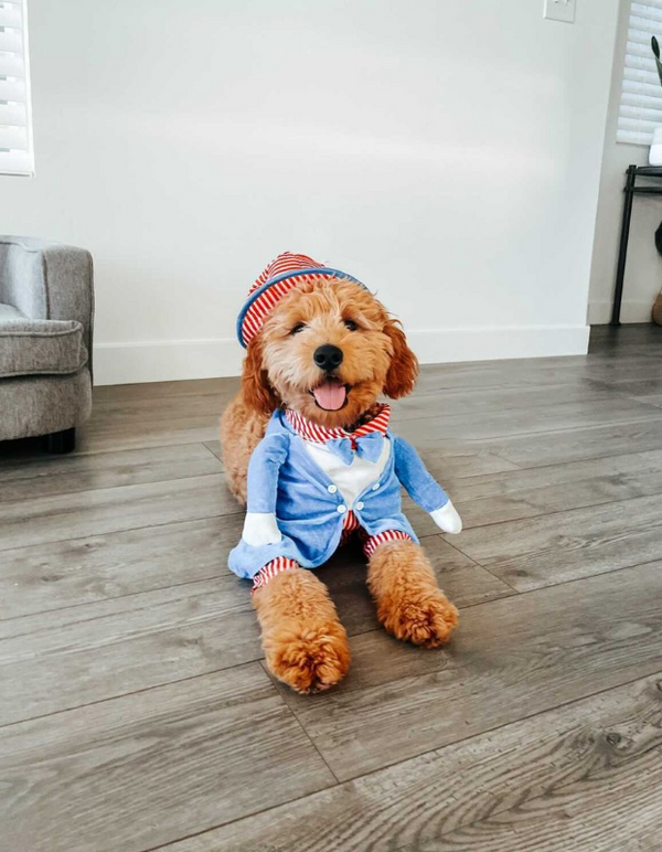 Midlee Uncle Sam 4th of July Fake Arms Dog Costume – Midlee Designs