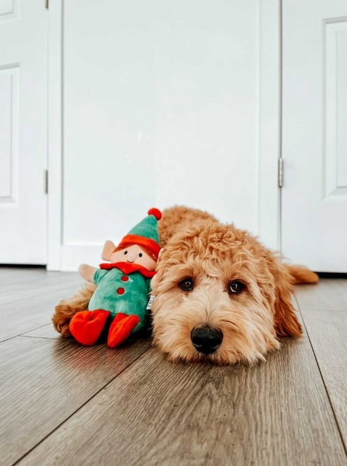Midlee Christmas Elf Plush Dog Toy – Midlee Designs