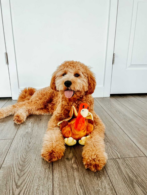 Midlee Thanksgiving Turkey Dog Toy- Large Stuffed Squeaky Pet Toy ...