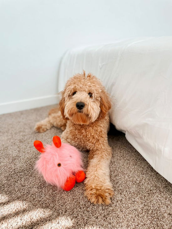 Midlee Love Bug Valentine's Day Dog Toy – Midlee Designs