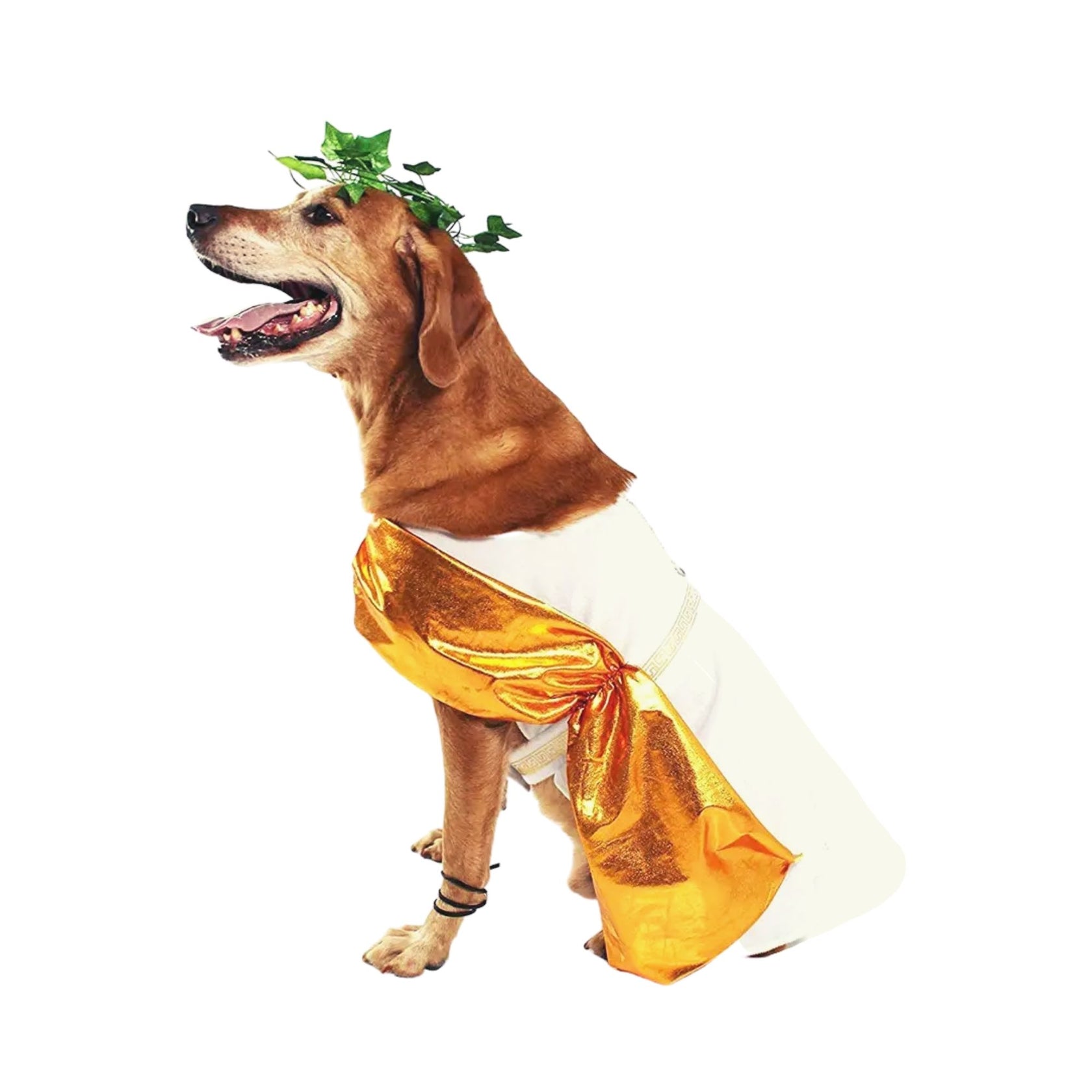 Midlee Toga Dog Costume – Midlee Designs