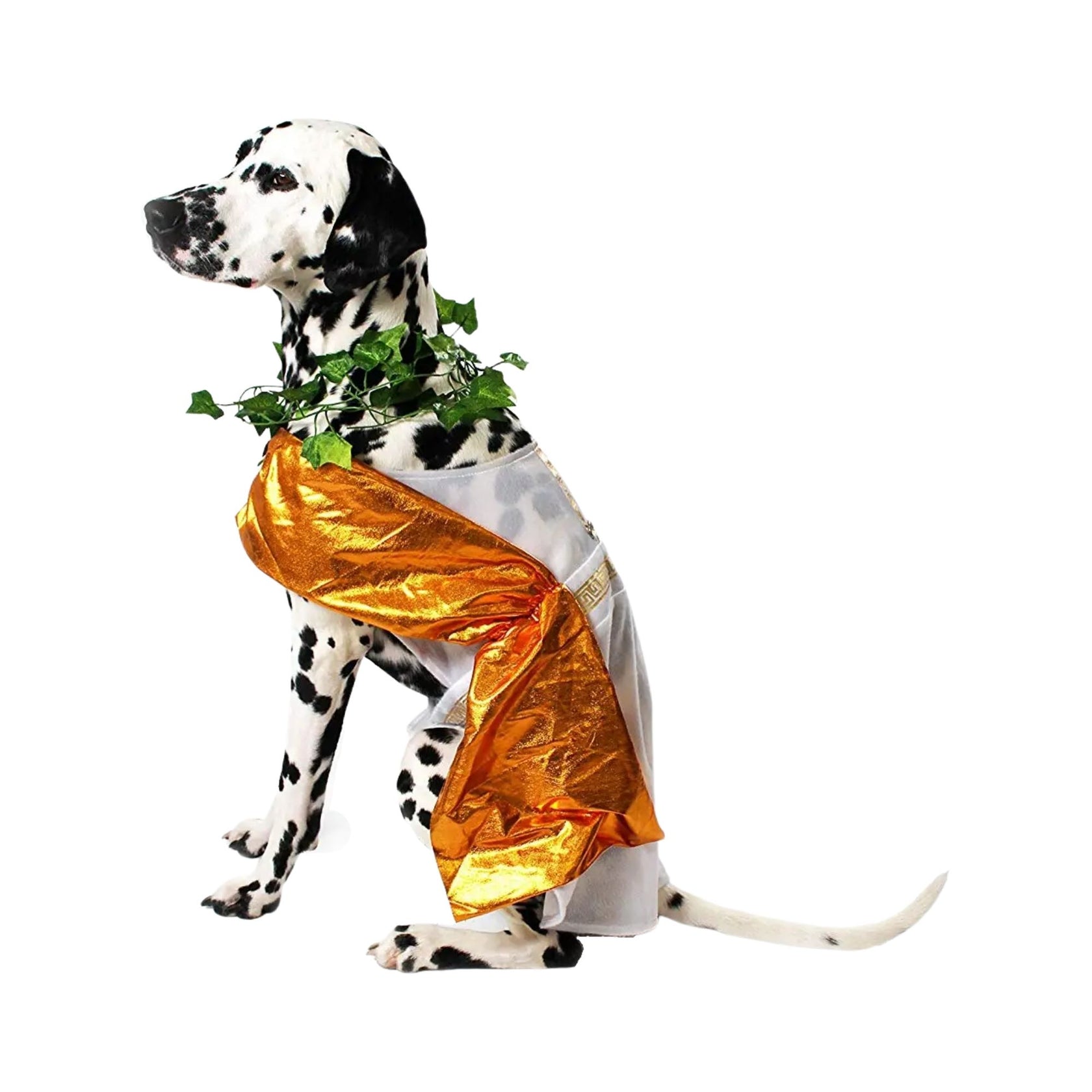 Midlee Toga Dog Costume – Midlee Designs