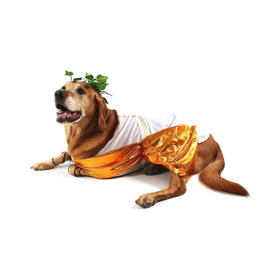 Midlee Toga Dog Costume – Midlee Designs