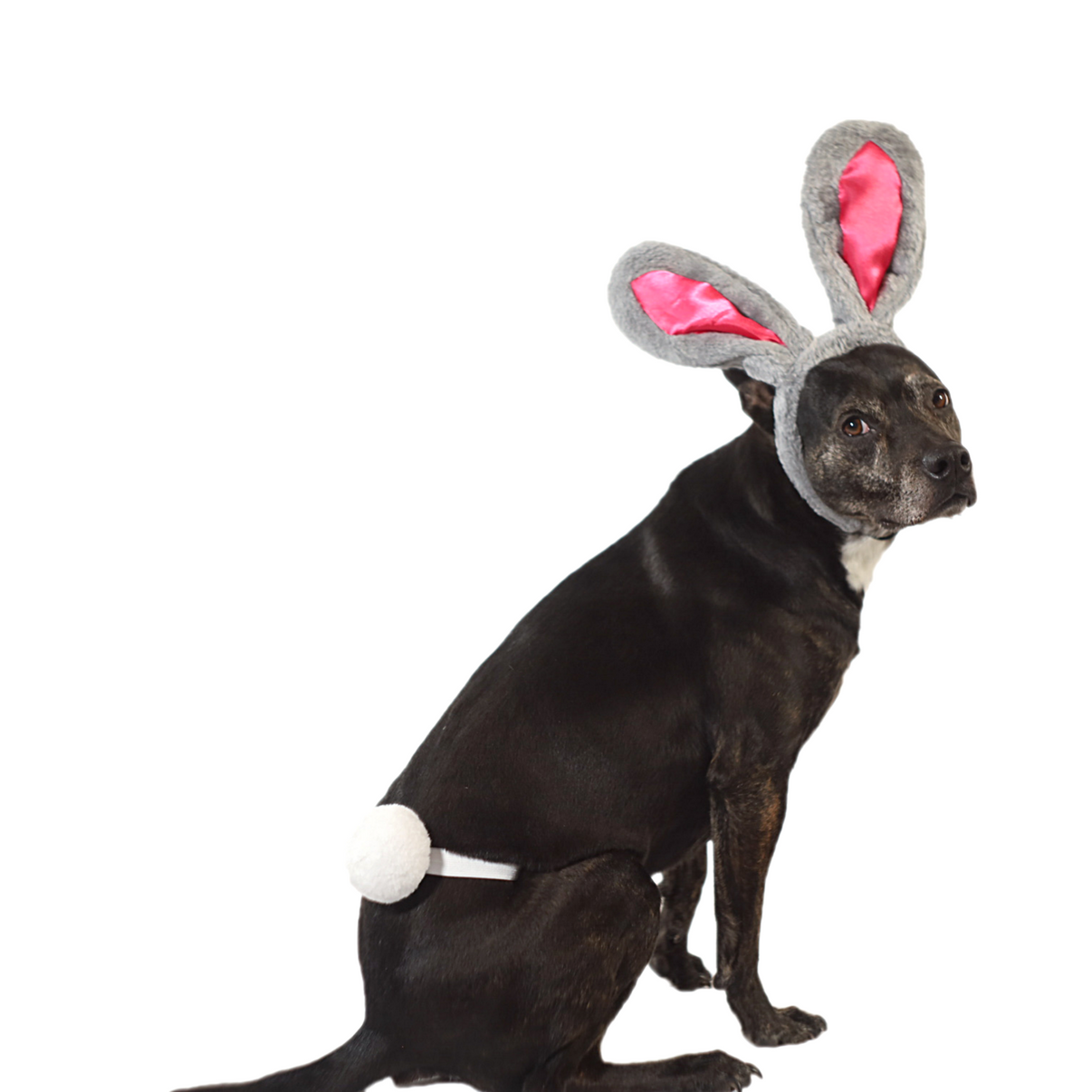 Midlee Easter Bunny Gray & Pink Rabbit Ears for Large Dogs Headband Wi ...