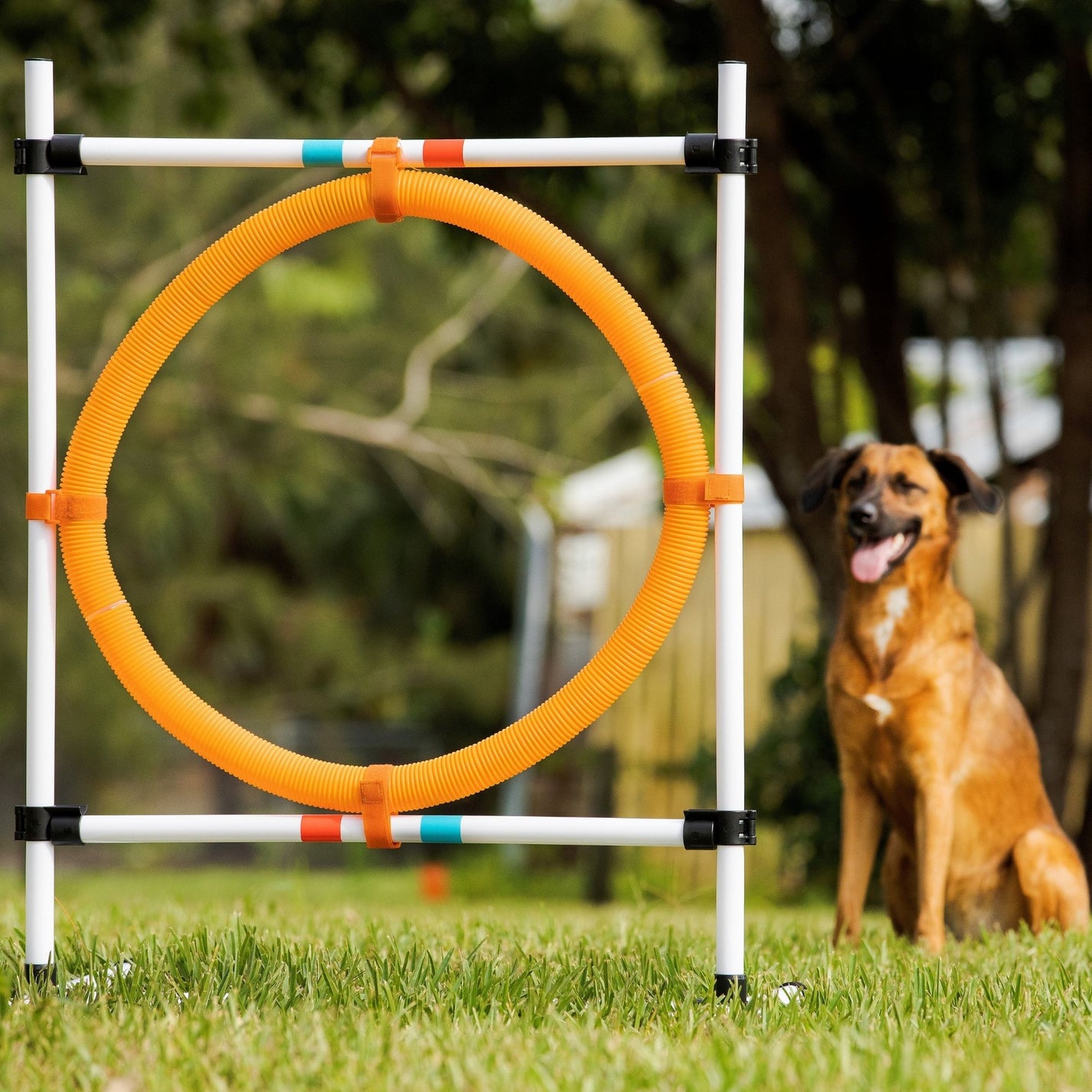 Midlee Dog Agility Hoop Jump – Midlee Designs