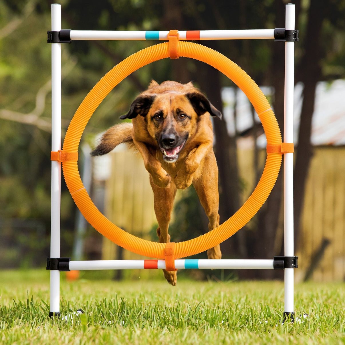 Midlee Dog Agility Hoop Jump – Midlee Designs