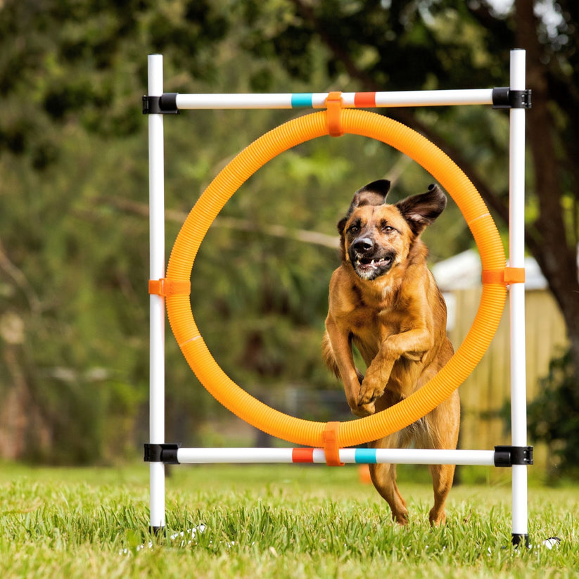 Midlee Dog Agility Hoop Jump – Midlee Designs