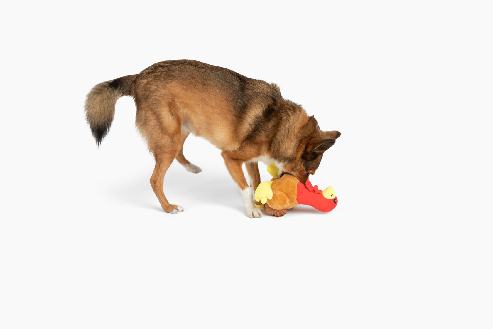 Midlee Thanksgiving Turkey Dog Toy- Large Stuffed Squeaky Pet Toy ...