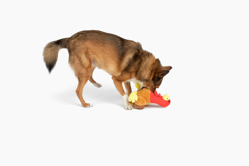 Midlee Thanksgiving Turkey Dog Toy- Large Stuffed Squeaky Pet Toy ...