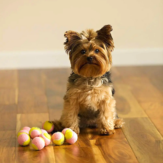 Midlee X-Small Dog Tennis Balls 1.5" Pack of 12 (Pink/Yellow, 1.5 inch ...