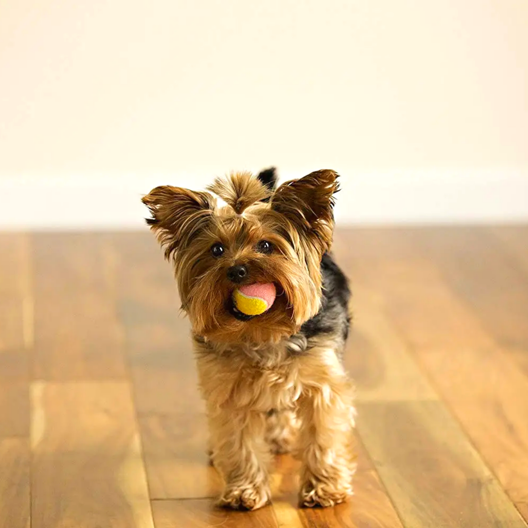 Midlee X-Small Dog Tennis Balls 1.5" Pack of 12 (Pink/Yellow, 1.5 inch ...